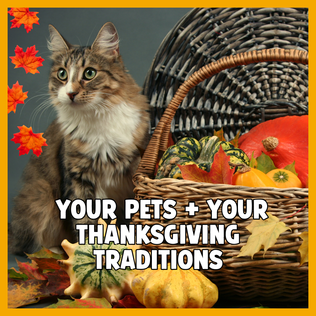 Fun Ways to Include Your Dog and Cat in Your Thanksgiving Traditions ...