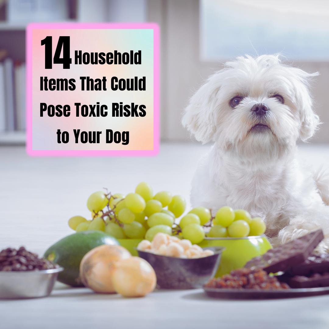 14 Household Items That Could Pose Toxic Risks to Your Dog – Ava's Pet ...